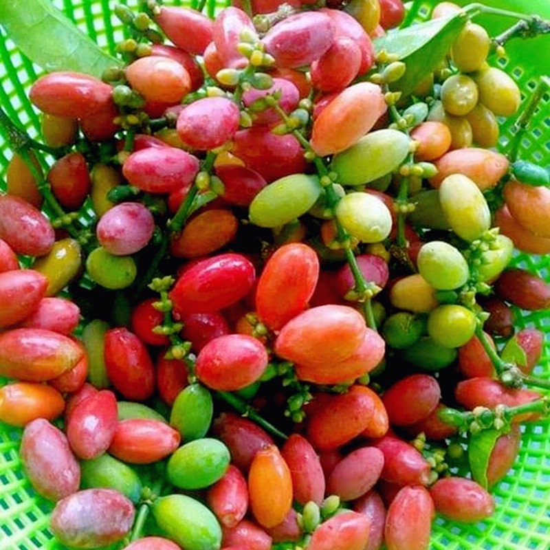 Jual VICTORY SEED 5 Gram Benih Biji Buah Blinjo Belinjo Melinjo Mlinjo ...