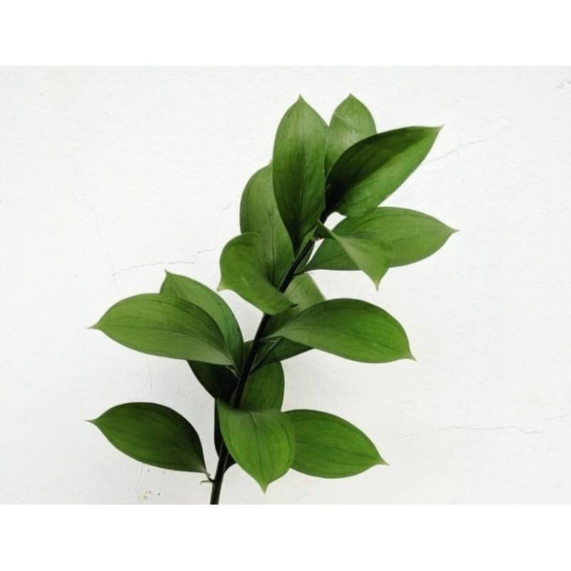 Jual Daun Ruskus potong (pelengkap rangkaian bunga) Indonesia|Shopee ...