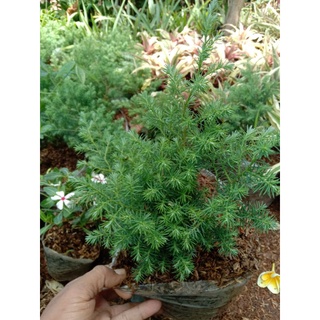 Jual tanaman cemara embun tanaman indoor dan outdoor | Shopee Indonesia