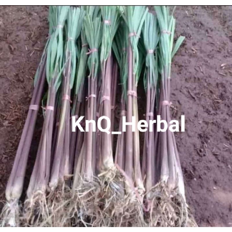 Jual Bibit Sereh Wangi Serai Merah Lanang Siap Tanam 1kg | Shopee Indonesia