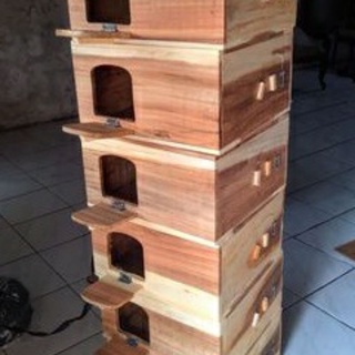 Jual gupon merpati pagupon burung dara terlaris | Shopee Indonesia