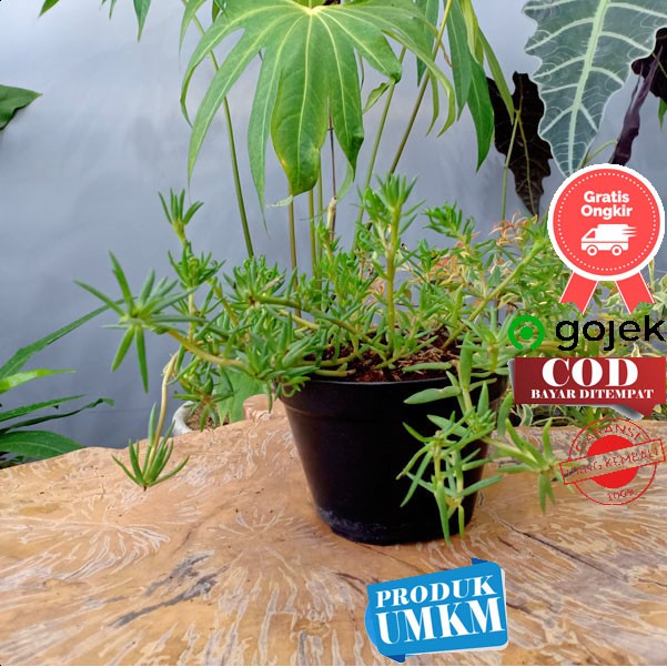 Jual Tanaman hias dekorasi rumah Sutra bombay bunga putih besar ...