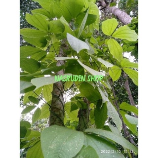 Jual DAUN GADUNG 1KG SEGAR LANGSUNG PETIK / Dioscorea hispida | Shopee ...