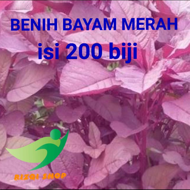 Jual benih bibit bayam merah isi 200 biji sayuran | Shopee Indonesia