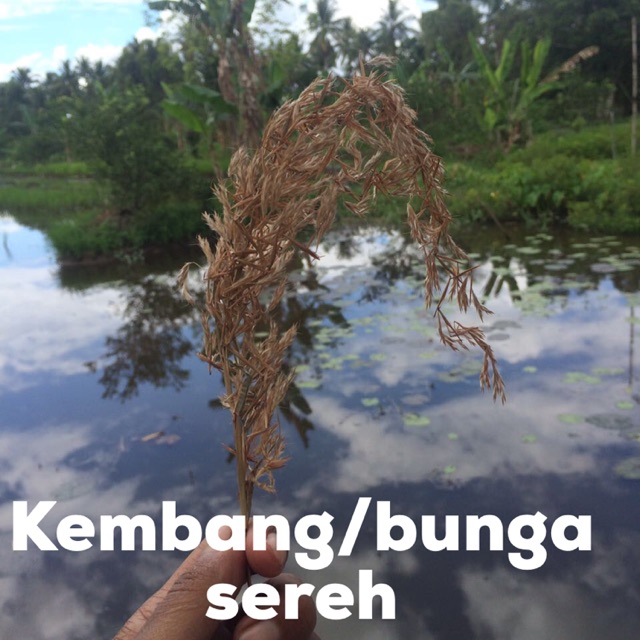 Jual Bunga Sereh Asli | Shopee Indonesia