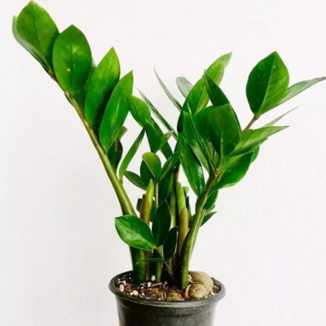 Jual tanaman hias dolar zamia - tanaman dollar zamia | Shopee Indonesia