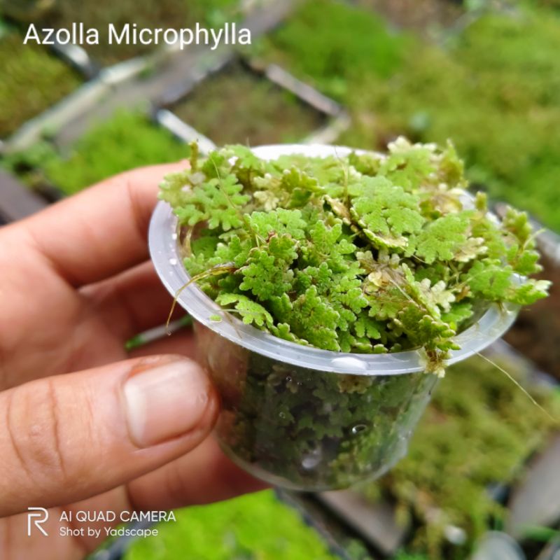 Jual azolla microphylla, per cup padat, tanaman apung di aquascape ...