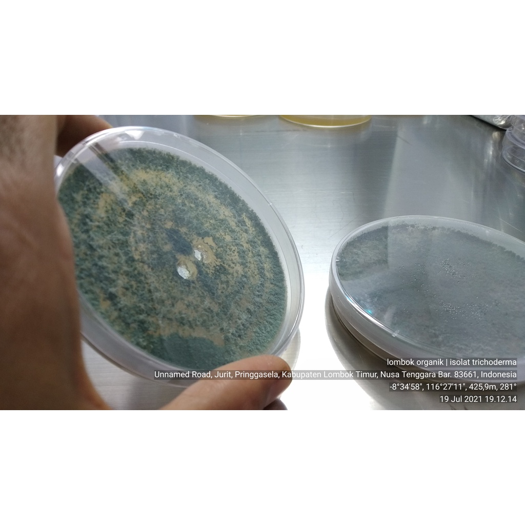 Jual Trichoderma Harzianum Isolat Murni F1 | Shopee Indonesia