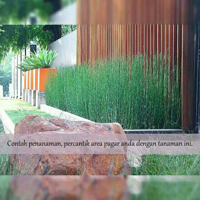 Jual Tanaman hias bambu air tanaman air bambu | Shopee Indonesia