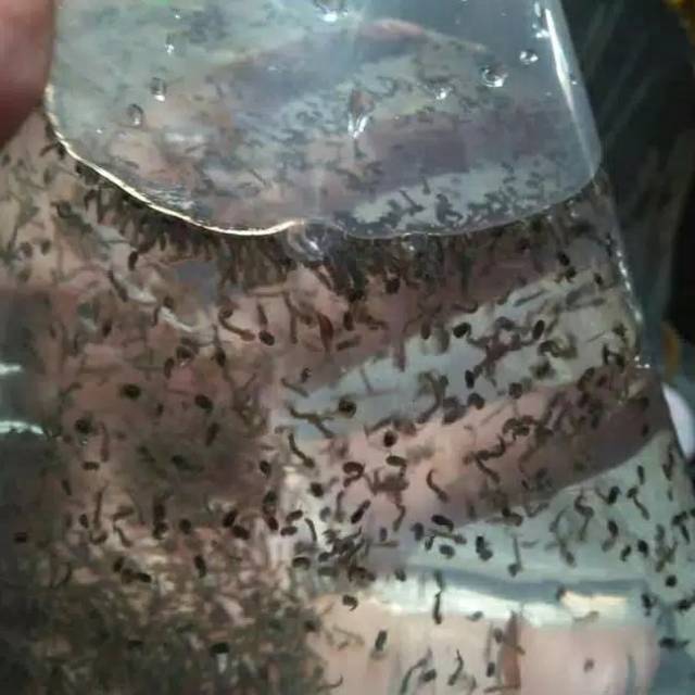 Jual encu jentik nyamuk | Shopee Indonesia