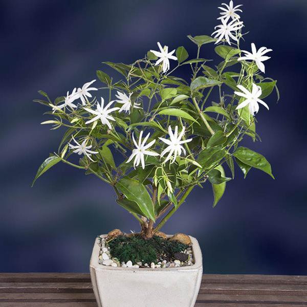 Jual Tanaman Hias Melati Gambir Impor | Shopee Indonesia