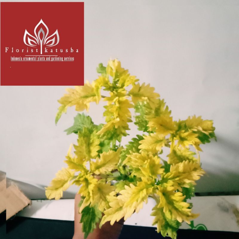 Jual tanaman hias coleus Plectranthus scutellarioides | Shopee Indonesia