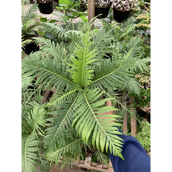 Jual Blechnum Gibbum - Tanaman Pakis Mini - Pakis Blechnum | Shopee ...