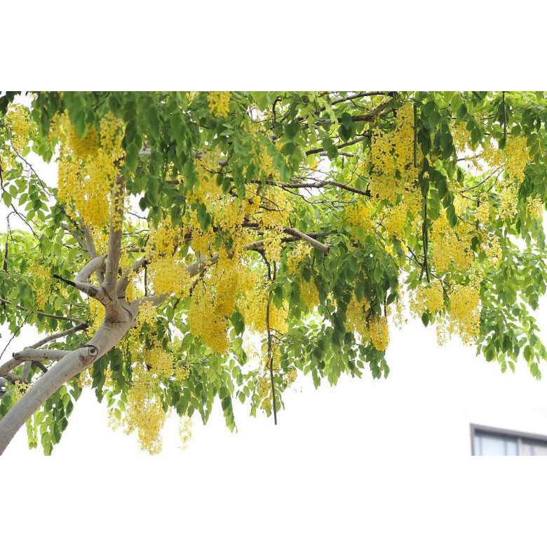 Harga angsana tree Terbaru Jul 2025 | BigGo Indonesia