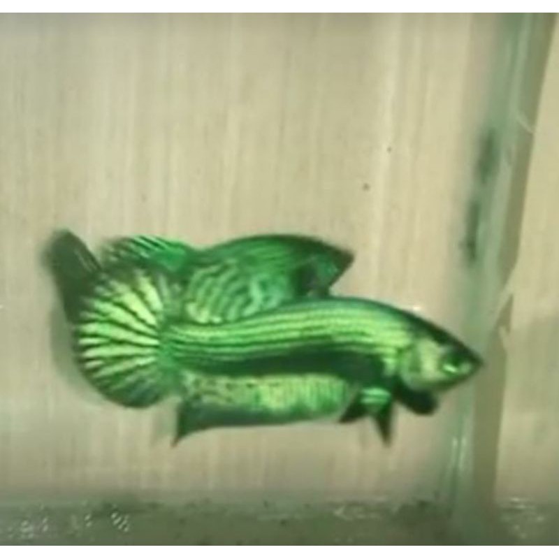 Harga Betta Alien Terbaru September 2022 |BigGo Indonesia