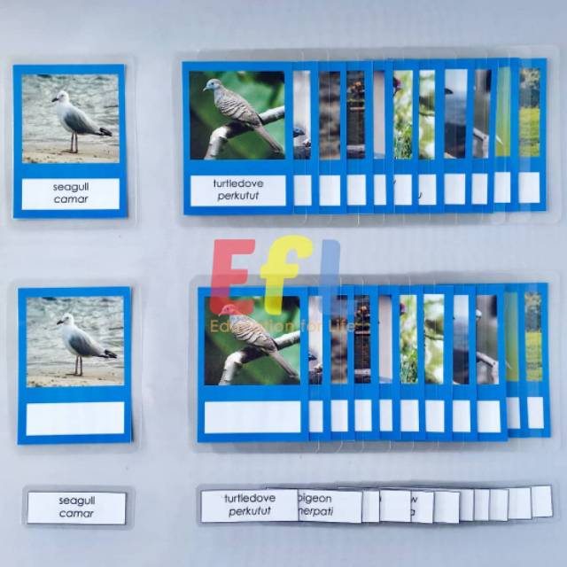 Jual Montessori Three Part Cards / Nomenclature / Terminology Cards ...