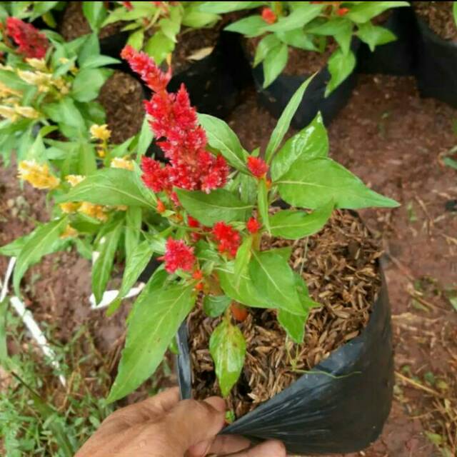 Jual Promo Grosir!! Tanaman Jengger Ayam Bunga Merah Tanaman Bunga ...