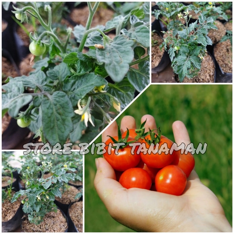 Jual Bibit Tanaman Tomat Cherry / Tomat Cherry Sudah Berbunga Dan ...