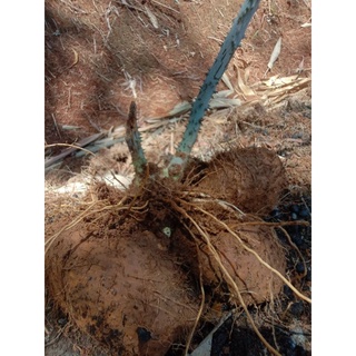 Jual Umbi Gadung Segar 1kg/Dioscorea hispida Dennst | Shopee Indonesia