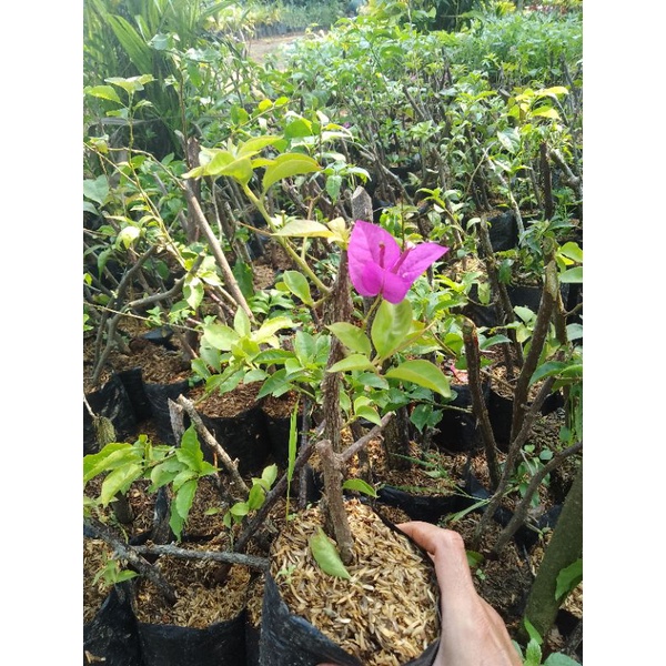 Jual Tanaman Hias Bogenvil Ungu/ Pohon Bunga Kertas The Legen | Shopee ...