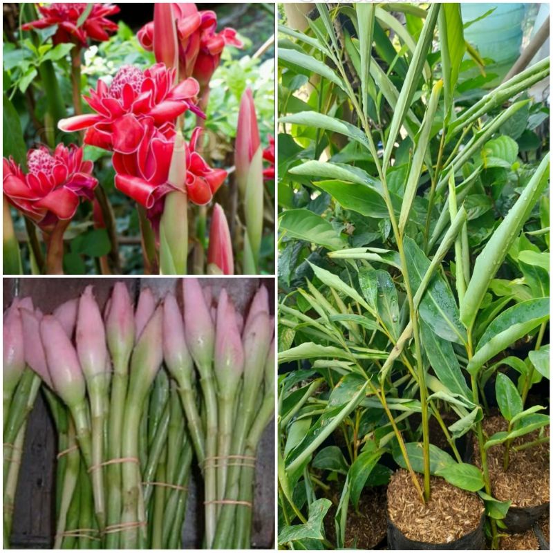 Jual Tanaman Sayur Kecombrang / Honje / Etlingera Elatior. Uk Sedang ...