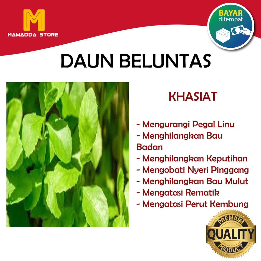 Jual Daun Beluntas Luntas Lontas Segar Kemasan 100 Gram | Shopee Indonesia