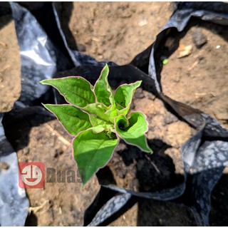 Jual BIBIT TANAMAN PORANG / BIBIT KATAK / BULBIL / TANAMAN VIRAL ...