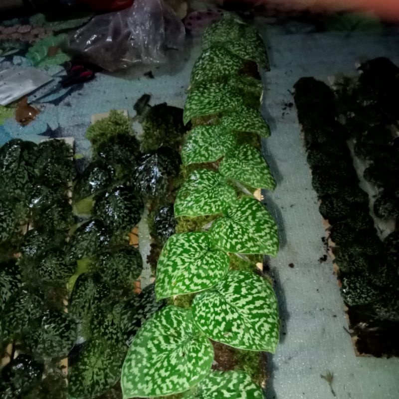 Harga scele Terbaru Sep 2024 |BigGo Indonesia