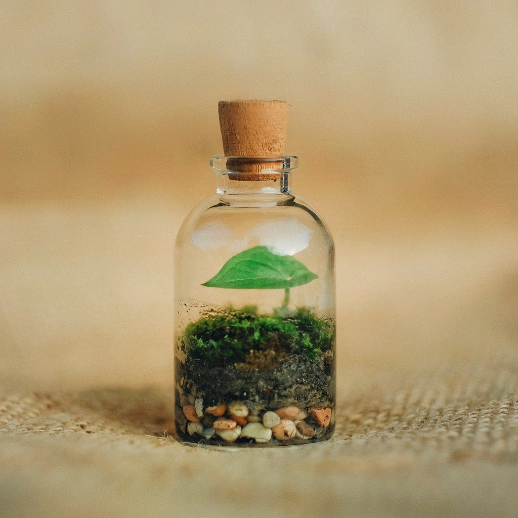 Jual Mini Terrarium Kit Indonesia|Shopee Indonesia