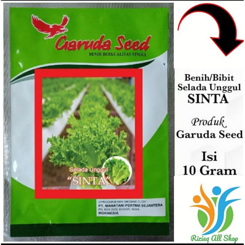 Jual Benih Bibit SELADA unggul SINTA isi 10 Gr Benih Selada Air Produk ...