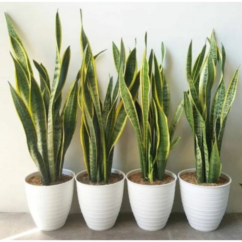 Jual Tanaman hias sansivera plus pot tinggi 50 cm tanaman pedang ...