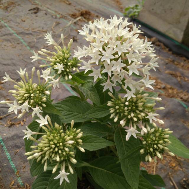 Jual tanaman hias pentas/bunga pentas/ tanaman hidup/indor dan outdor ... Jual tanaman hias pentas/bunga pentas/ tanaman hidup/indor dan outdor ...