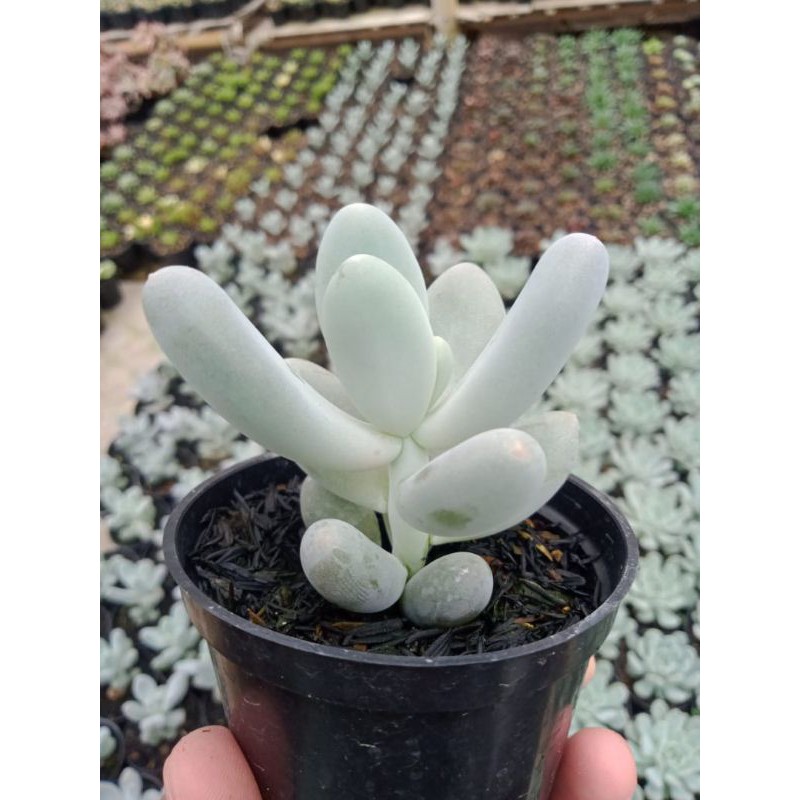 Sukulen mini - Sukulen moon stone | Shopee Indonesia
