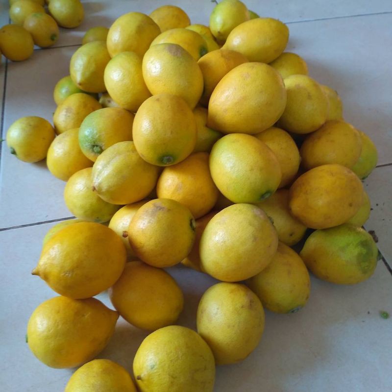 Jual LEMON LOKAL FRESH SEGAR 500 GRAM | Shopee Indonesia