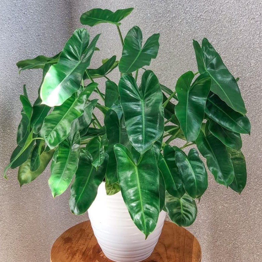 Jual Philodendron burle mark Tanaman hias Philo Brekele Indonesia ...