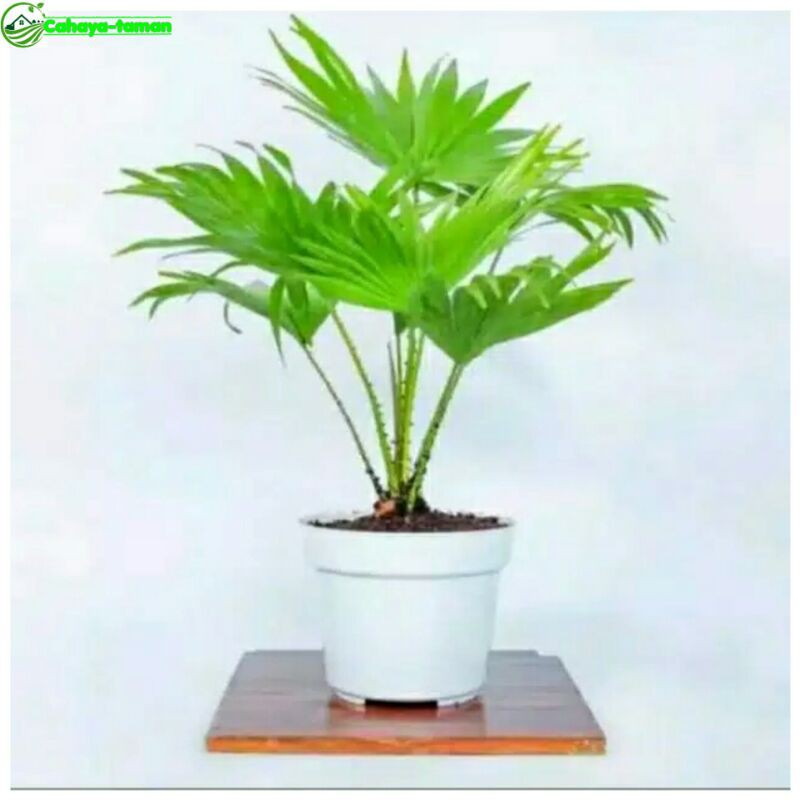 Jual tanaman hias palm bintang tanaman hias palm sadeng | Shopee Indonesia