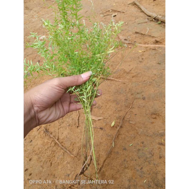 Jual tanamn akar wangi/tanaman ipatinensa balsamina linn atau bunga ...