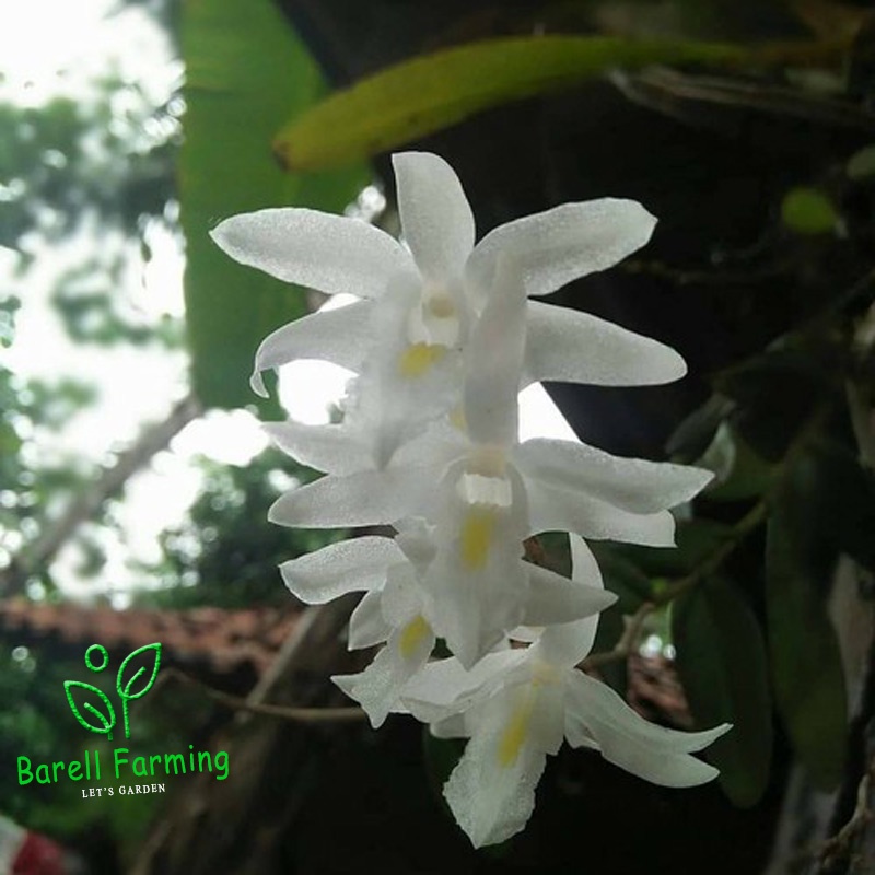 Jual Anggrek merpati Dewasa siap berbunga dendrobium ANGGREK | Shopee ...