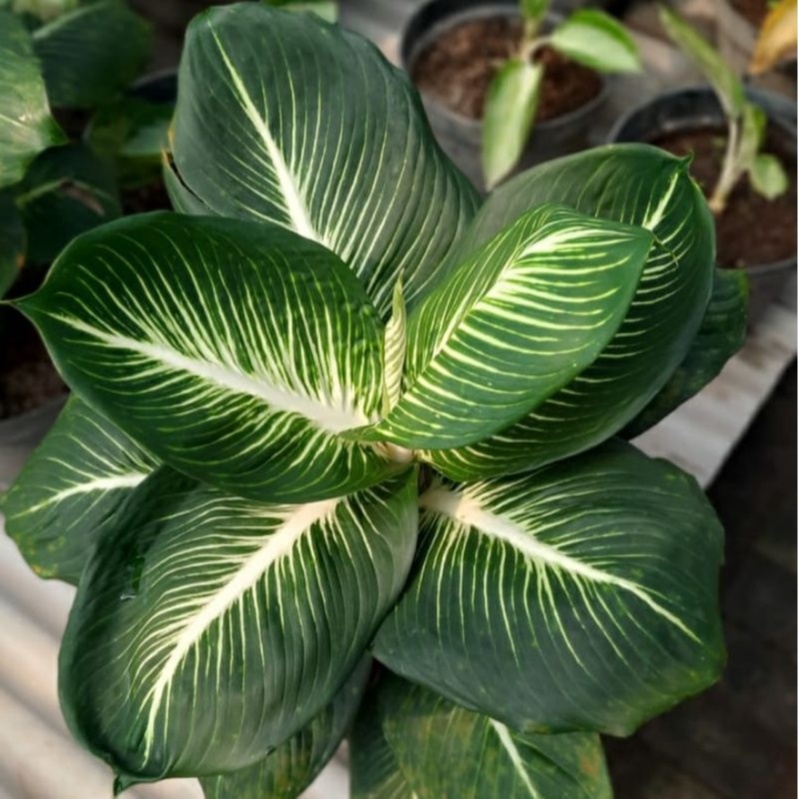 Harga tanaman diven Terbaru Jan 2025 |BigGo Indonesia