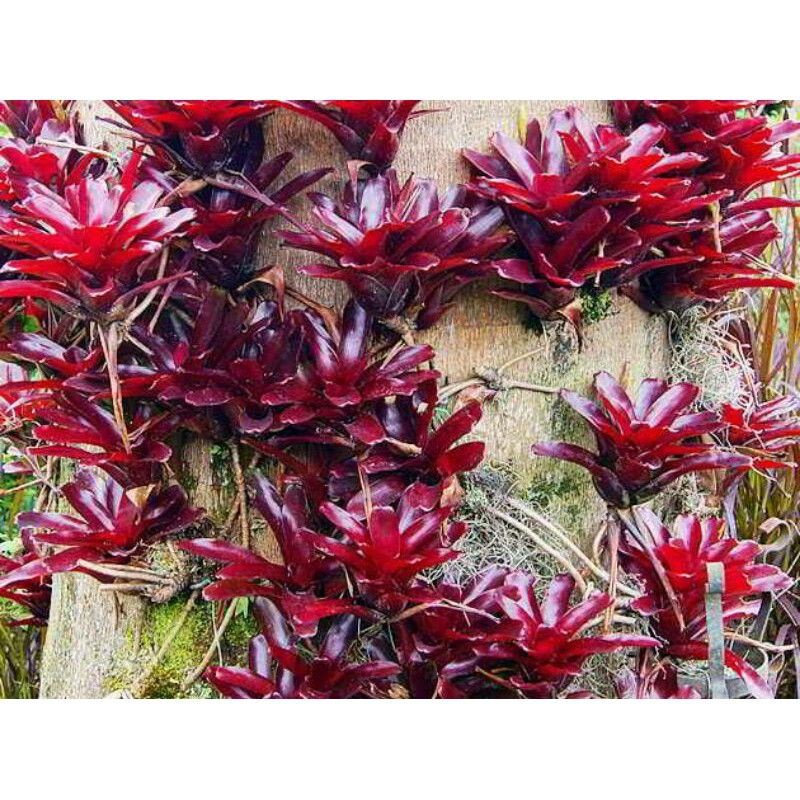 Jual BROMELIA PAKIS MERAH MINI | Shopee Indonesia