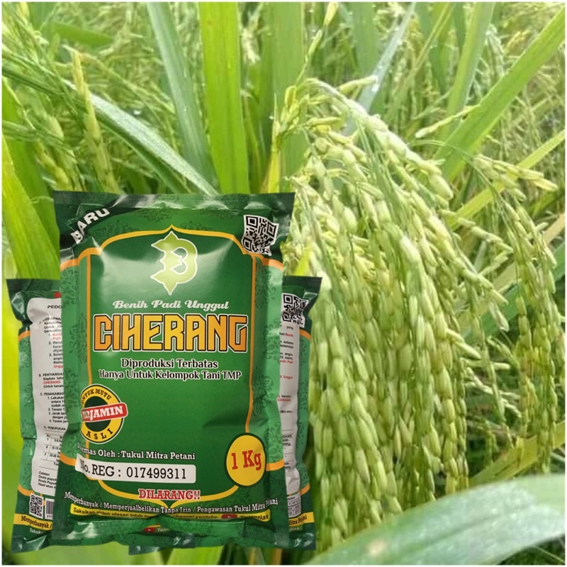 Jual Padi Ciherang Unggulan Pilihan Petani Sejak Dulu | Shopee Indonesia