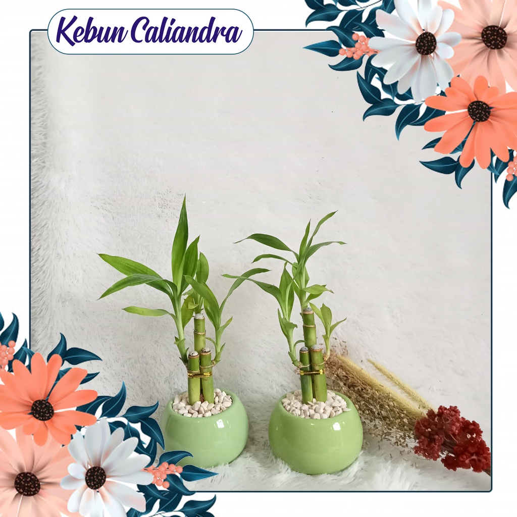 Jual Bambu Hoki pot Kramik Mini/ lucky bamboo / bambu hoky Indonesia ...