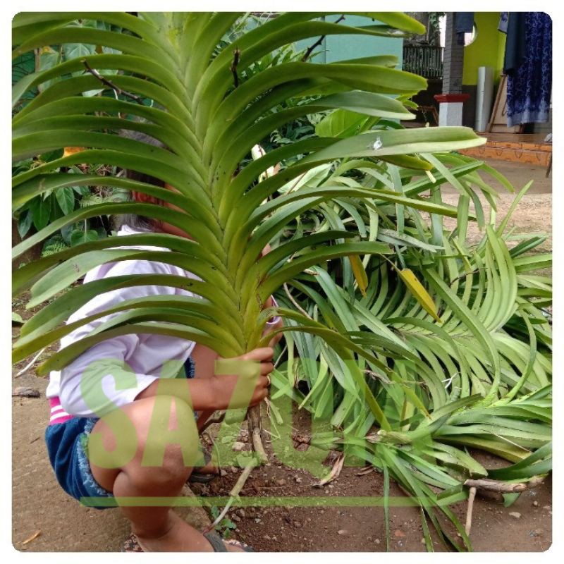 Jual anggrek fanda - anggrek vanda - anggrek panda dewasa | Shopee ...