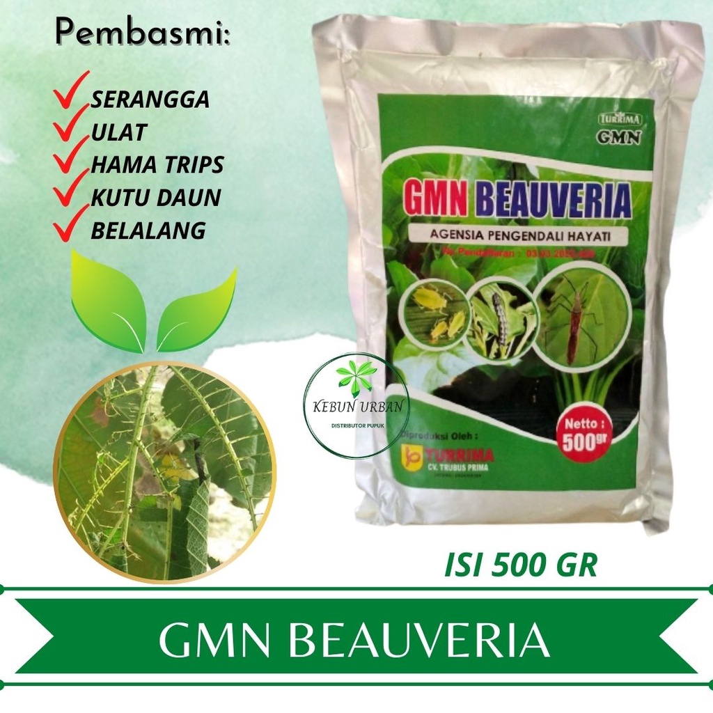 Jual Agensia Hayati Pembasmi Hama Alami Beauveria Bassiana Obat Penggerek Batang Mangga Pupuk