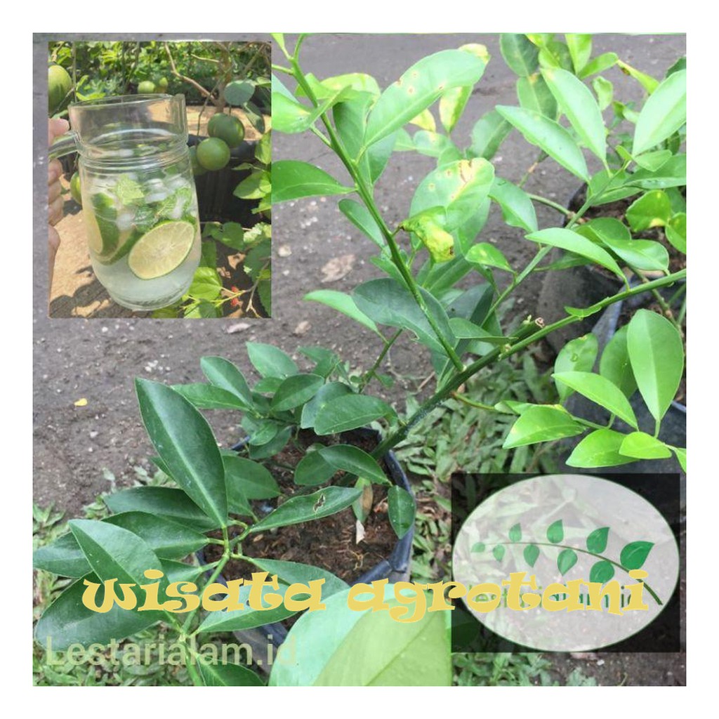 Jual COD Bibit pohon jeruk nipis. Tanaman herbal jeruk nipis WISATA ... Jual COD Bibit pohon jeruk nipis. Tanaman herbal jeruk nipis WISATA ...