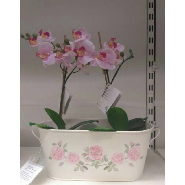 Terbaru 15+ Gambar Bunga Pot Cantik - Gambar Bunga Indah