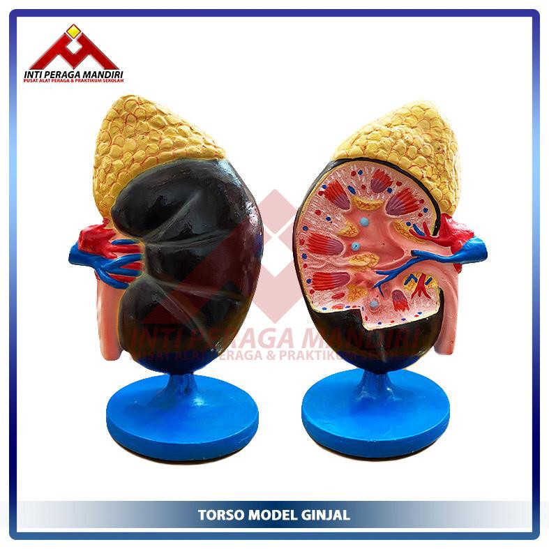Jual IntiPeragaMandiri - Manekin Torso Model Ginjal - Alat Peraga ...
