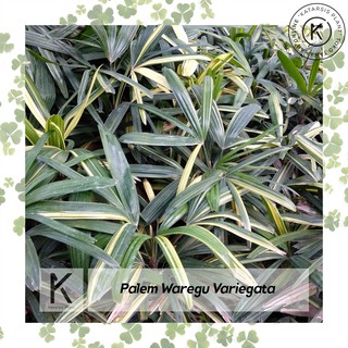 Jual Katarsis Plant | Tanaman Hias Palem Waregu Variegata Medium Cocok ...