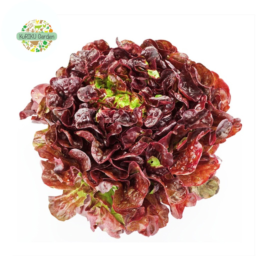 Jual Benih Biji Sayuran Selada Merah Keriting - 50 an benih /pack ...
