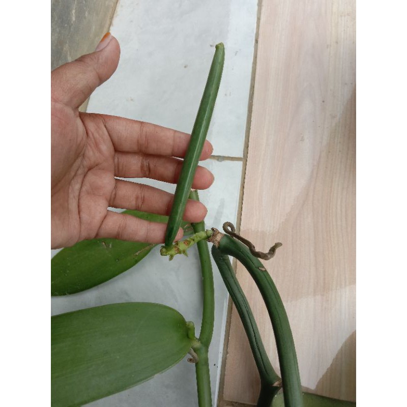 Jual buah vanili segar per 3 batang | Shopee Indonesia